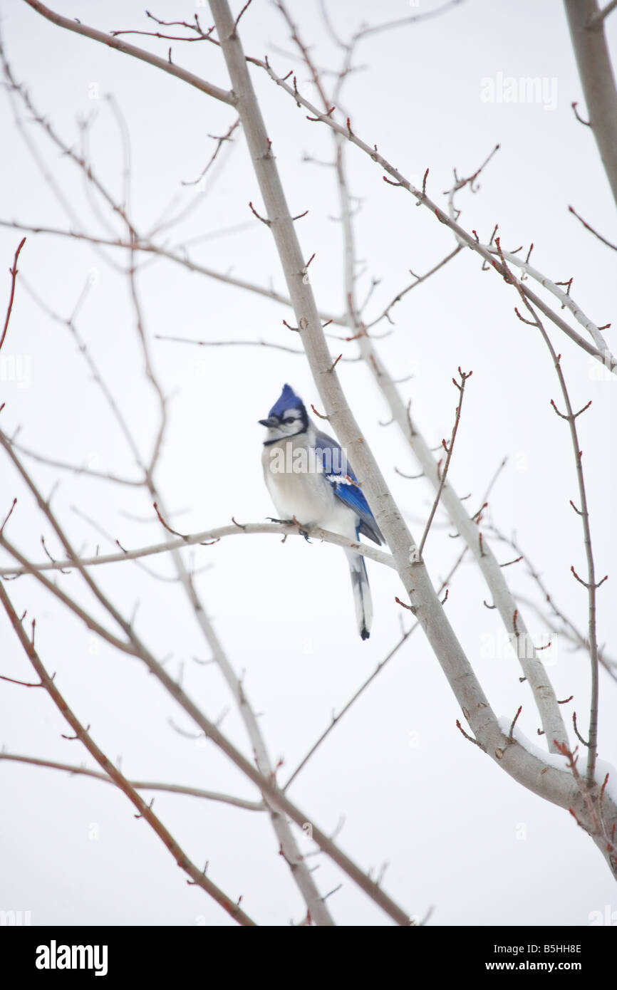A blue jay sitting in a tree Stock Photo - Alamy