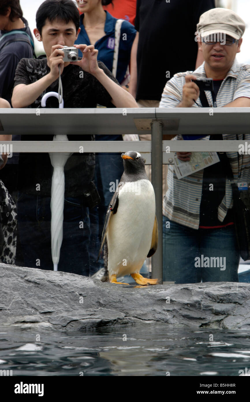 Gentoo Penguin Pygoscelis papua in Asahiyama Zoo Hokkaido Japan Stock ...