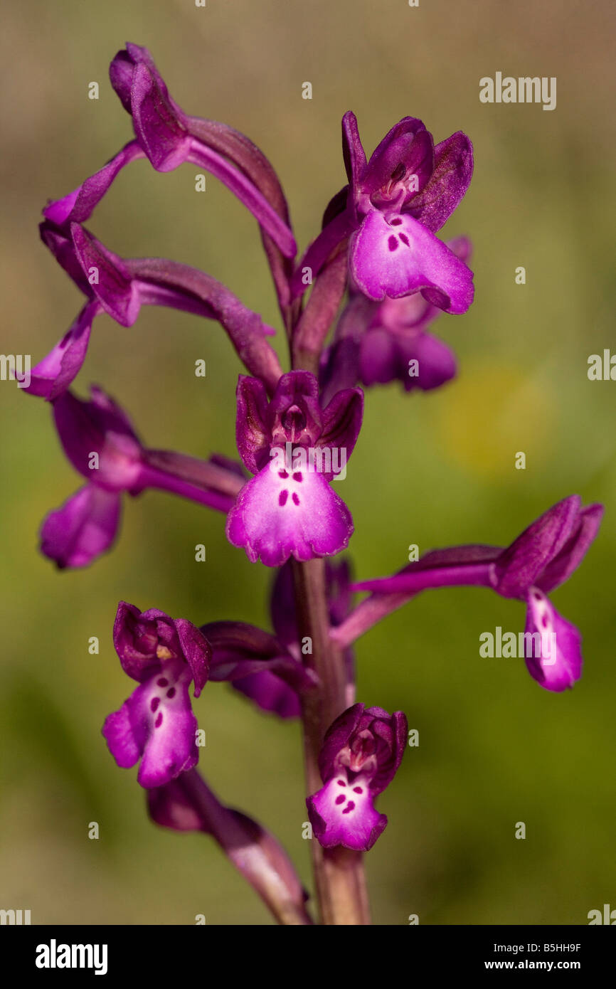 Bory s Orchid Orchis boryi rare greek orchid Crete Stock Photo - Alamy