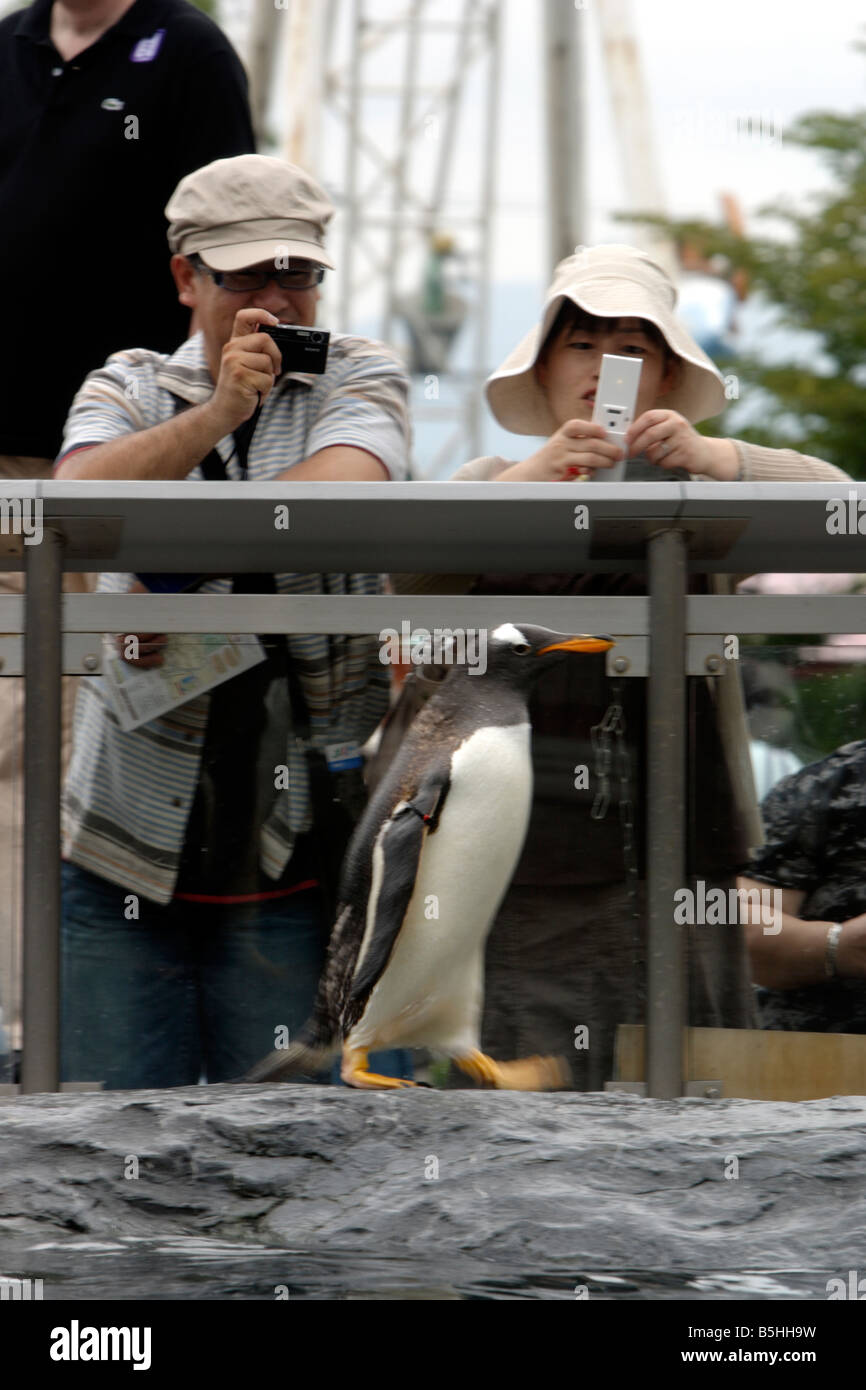 Asahiyama zoo penguin asahikawa hokkaido hi-res stock photography and ...