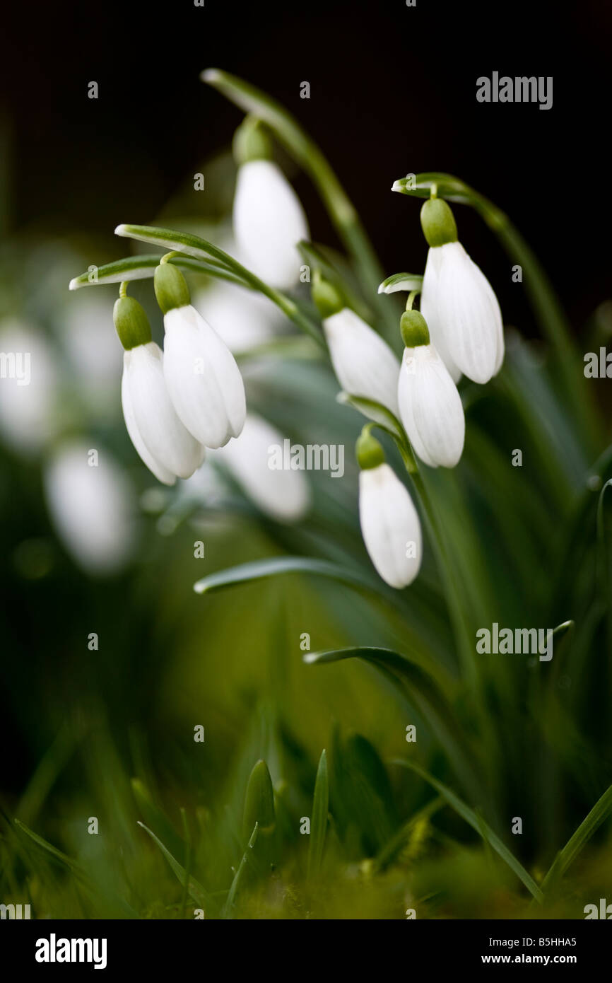 Small clump of Snowdrops with Bokeh background Stock Photo - Alamy