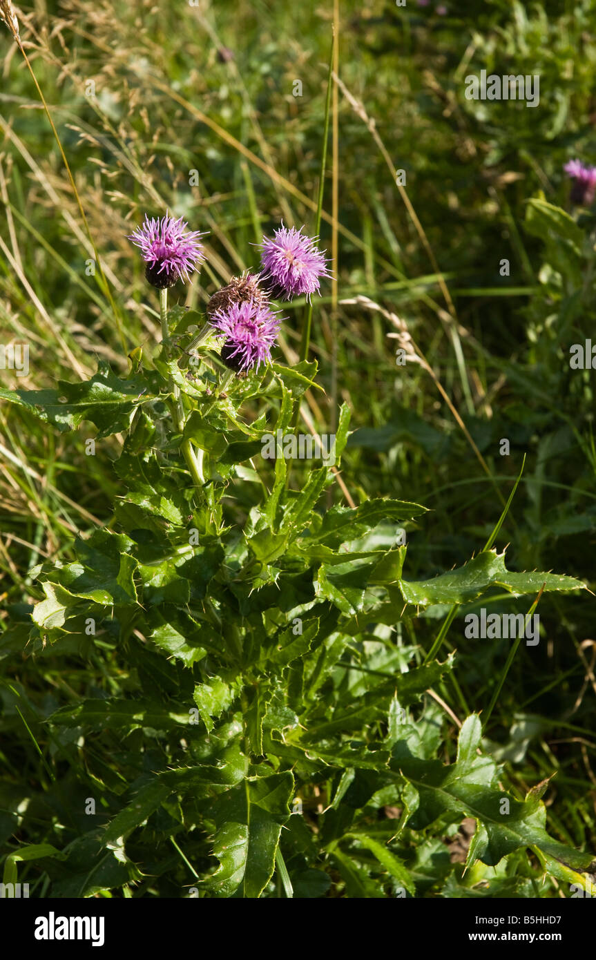 Creeping thistle cirsium arvense leaves hi-res stock photography and ...