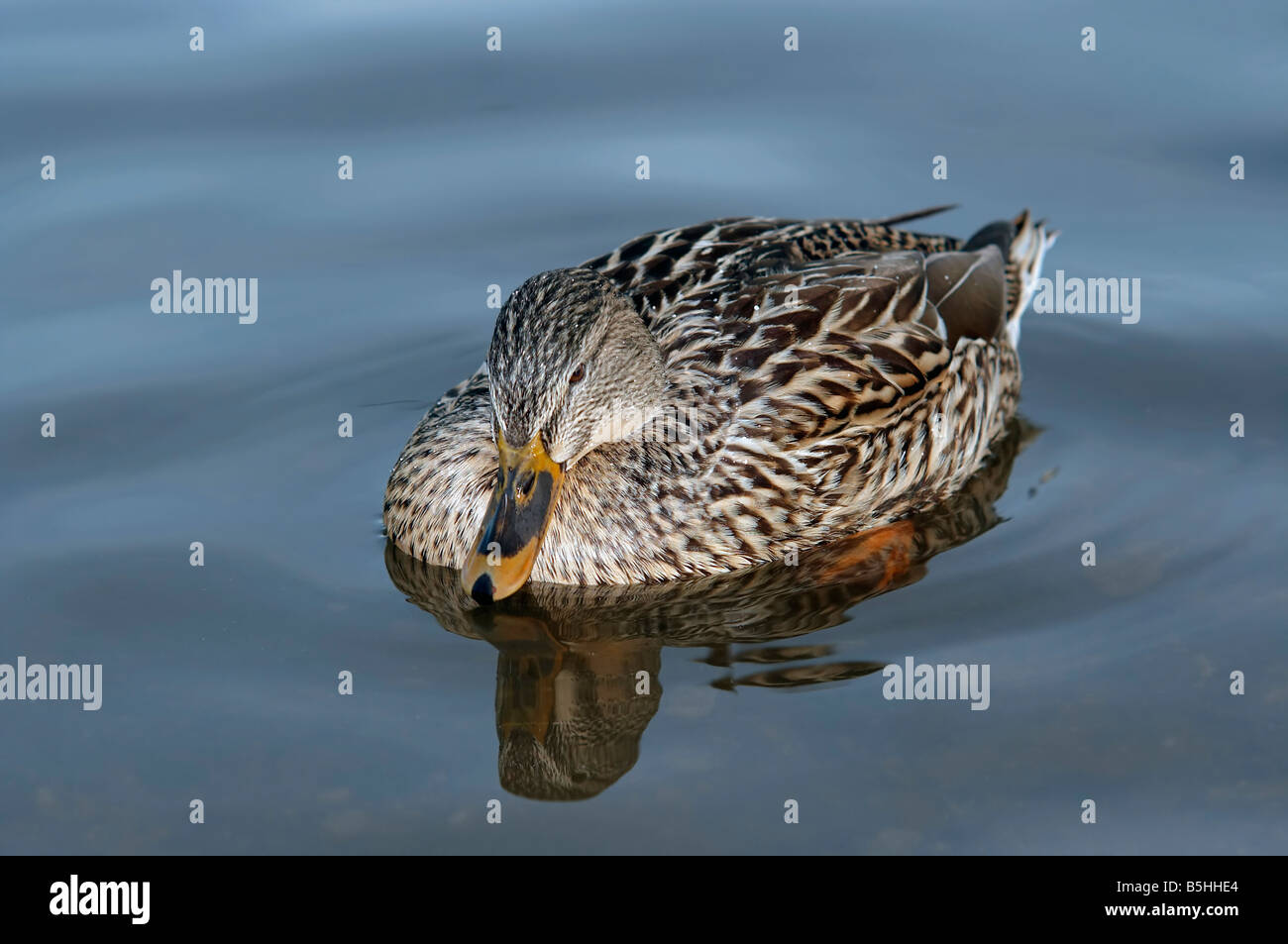 Duck afloat hi-res stock photography and images - Alamy