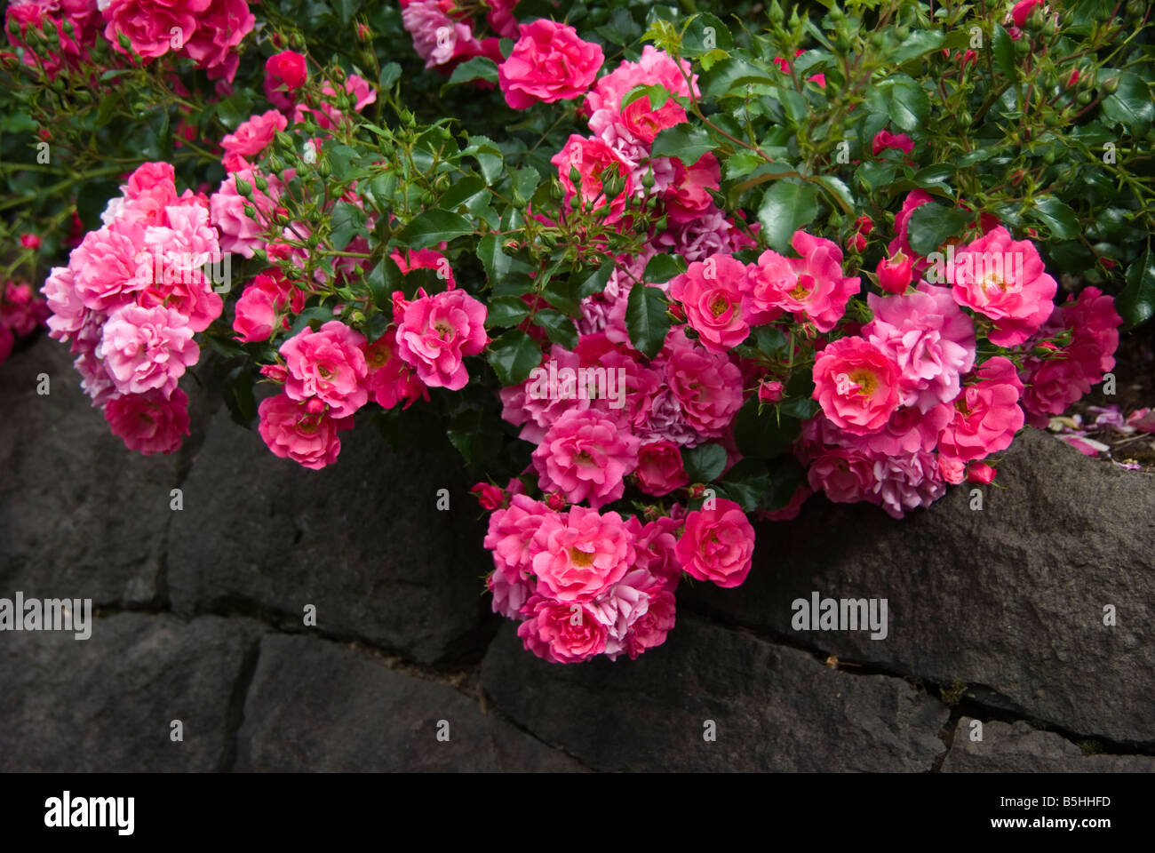 Rock roses hi-res stock photography and images - Alamy