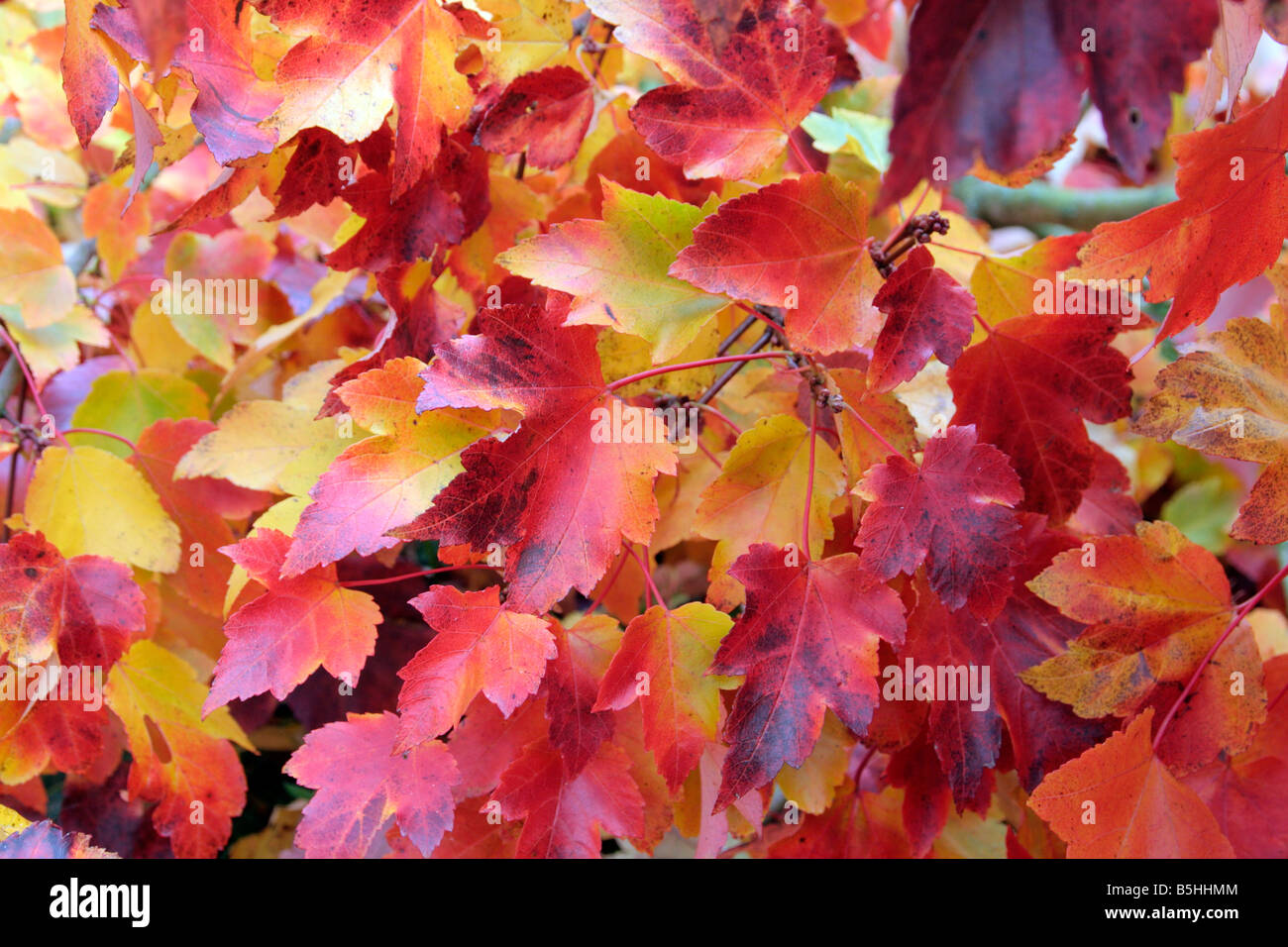 ACER RUBRUM OCTOBER GLORY AGM IN EARLY NOVEMBER Stock Photo - Alamy