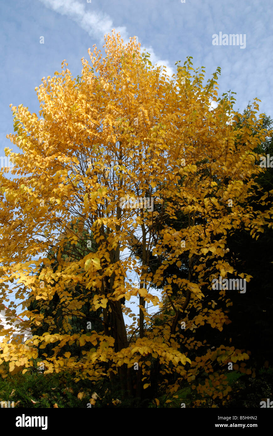 Katsura tree hi-res stock photography and images - Alamy