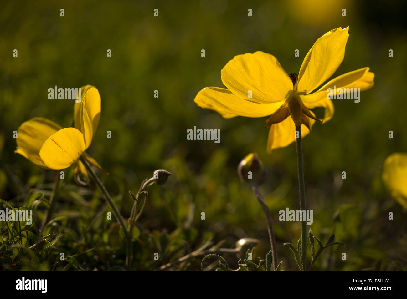 Ranunculus asiaticus hi-res stock photography and images - Alamy