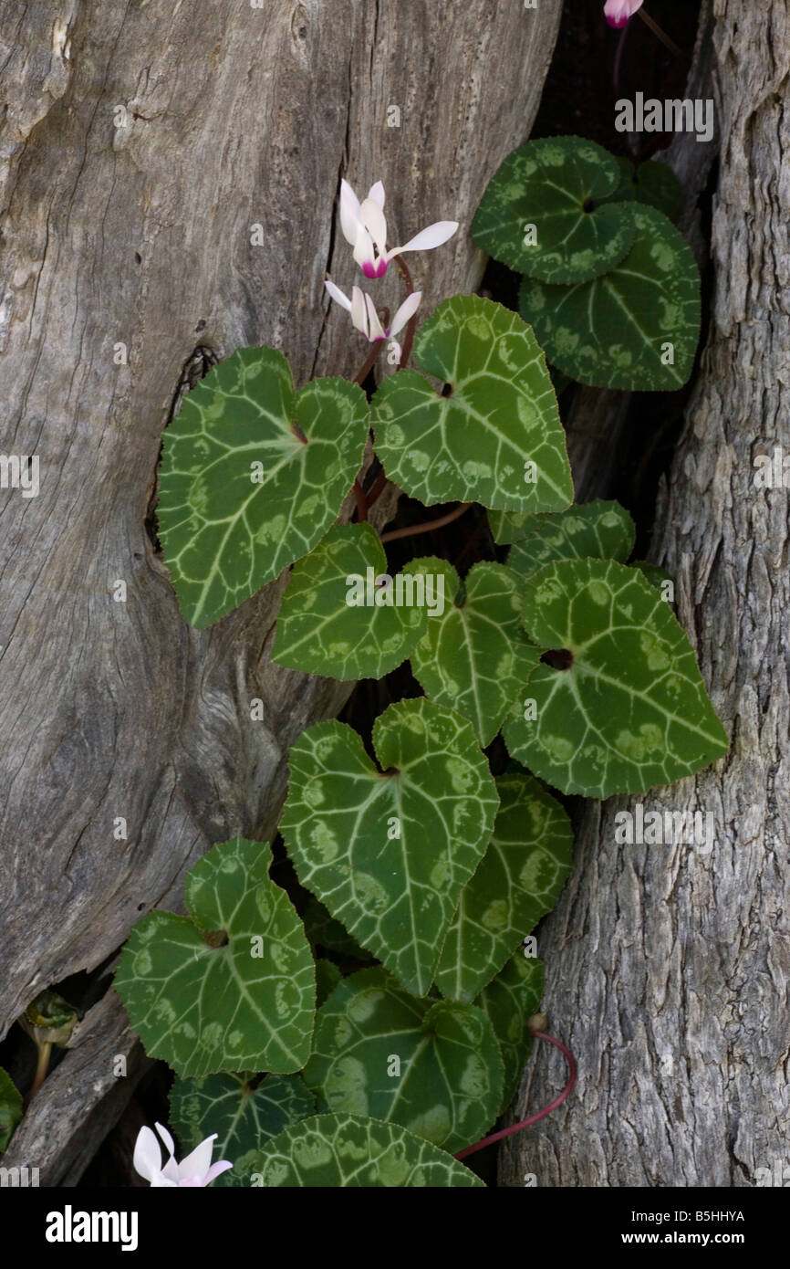 Persian Cyclamen Cyclamen persicum growing in old tree Native in Cyprus ...