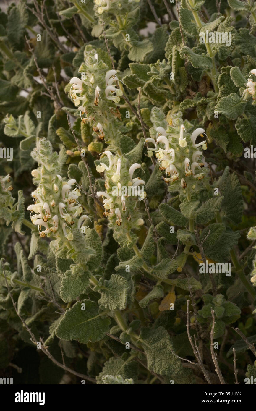 Mediterranean sage hi-res stock photography and images - Alamy