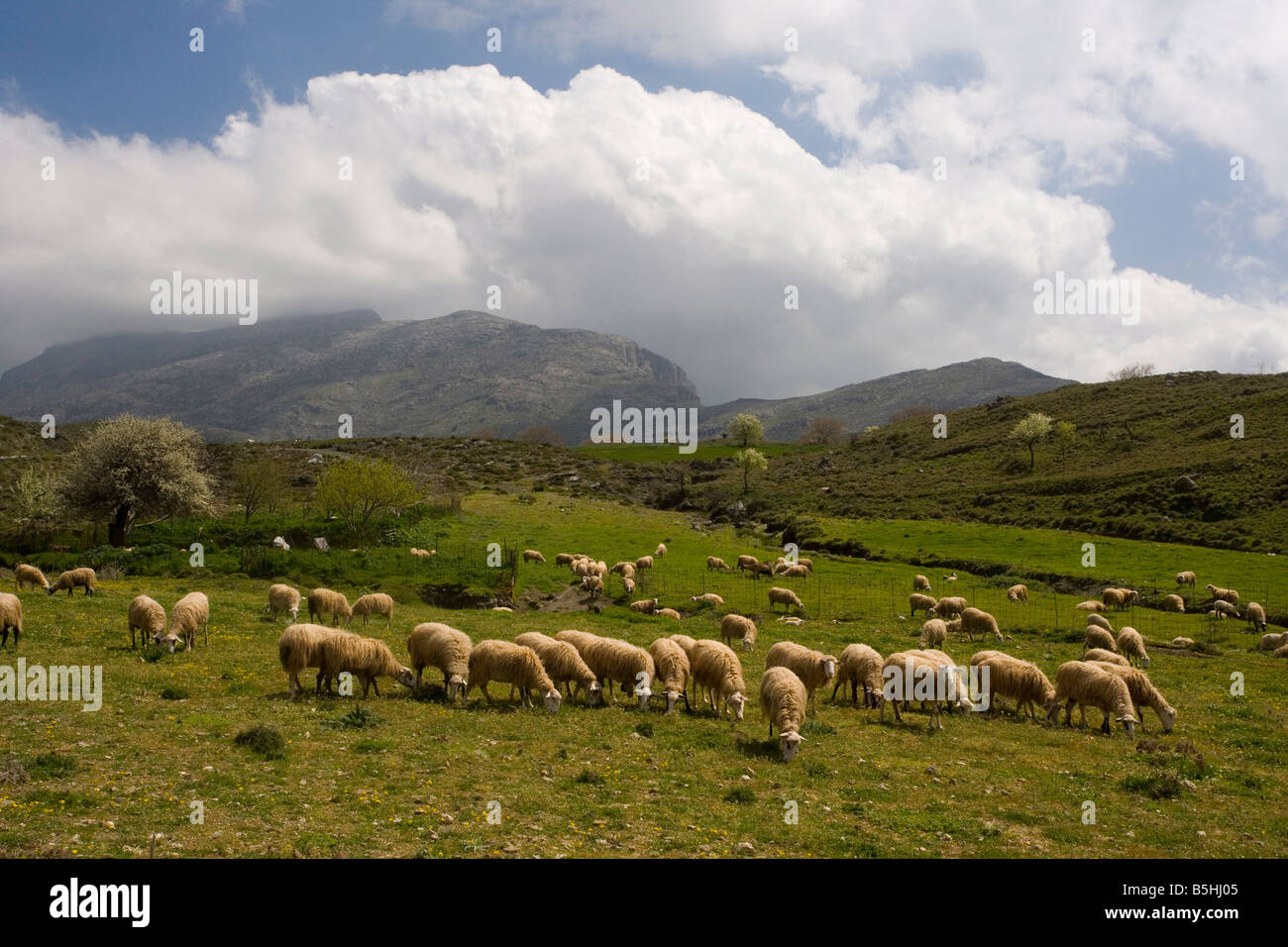Sheep grazing in high pastures Gious Kambos plateau Kedros Mountains central Crete Stock Photo ...