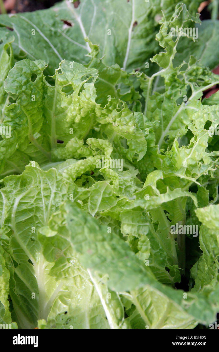 MOLLUSC DAMAGE ON CHINESE CABBAGE ONE KILO Stock Photo - Alamy
