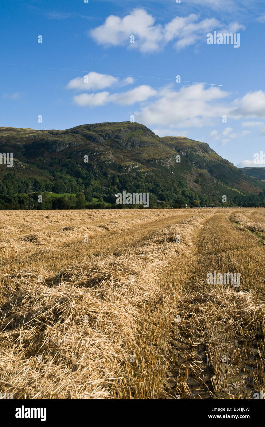 dh OCHIL HILLS STIRLINGSHIRE Scottish barley Drying hay straw field and ...