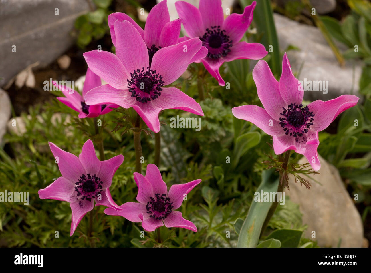 Crown Anemones Anemone coronaria on the Omalos Plateau White Mountains ...