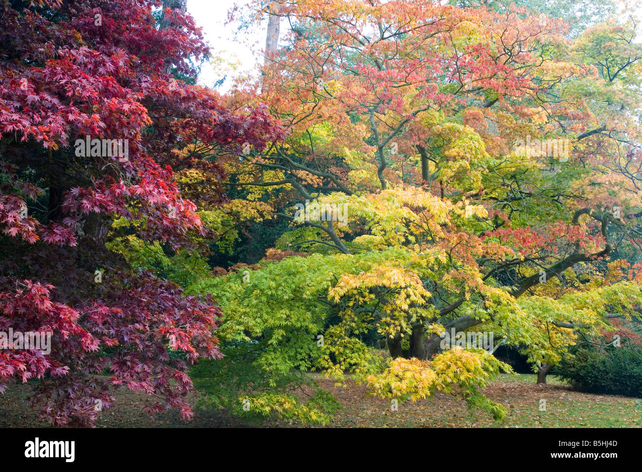 Japanese maple trees hi-res stock photography and images - Alamy
