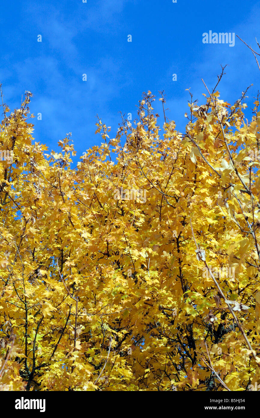 ACER CAMPESTRE FIELD MAPLE AUTUMN COLOUR Stock Photo - Alamy
