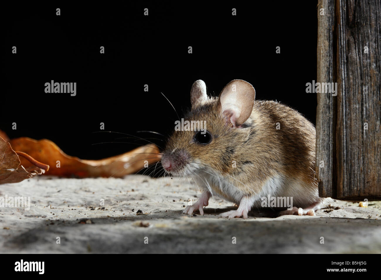 Yellow-necked Mouse Apodemus flavicollis looking around old shed door ...