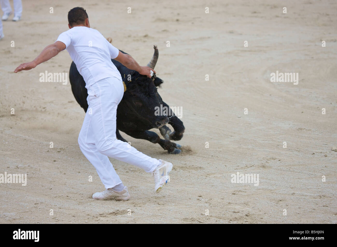 one single bull at a fight with matador in the arena of Saintes Maries ...