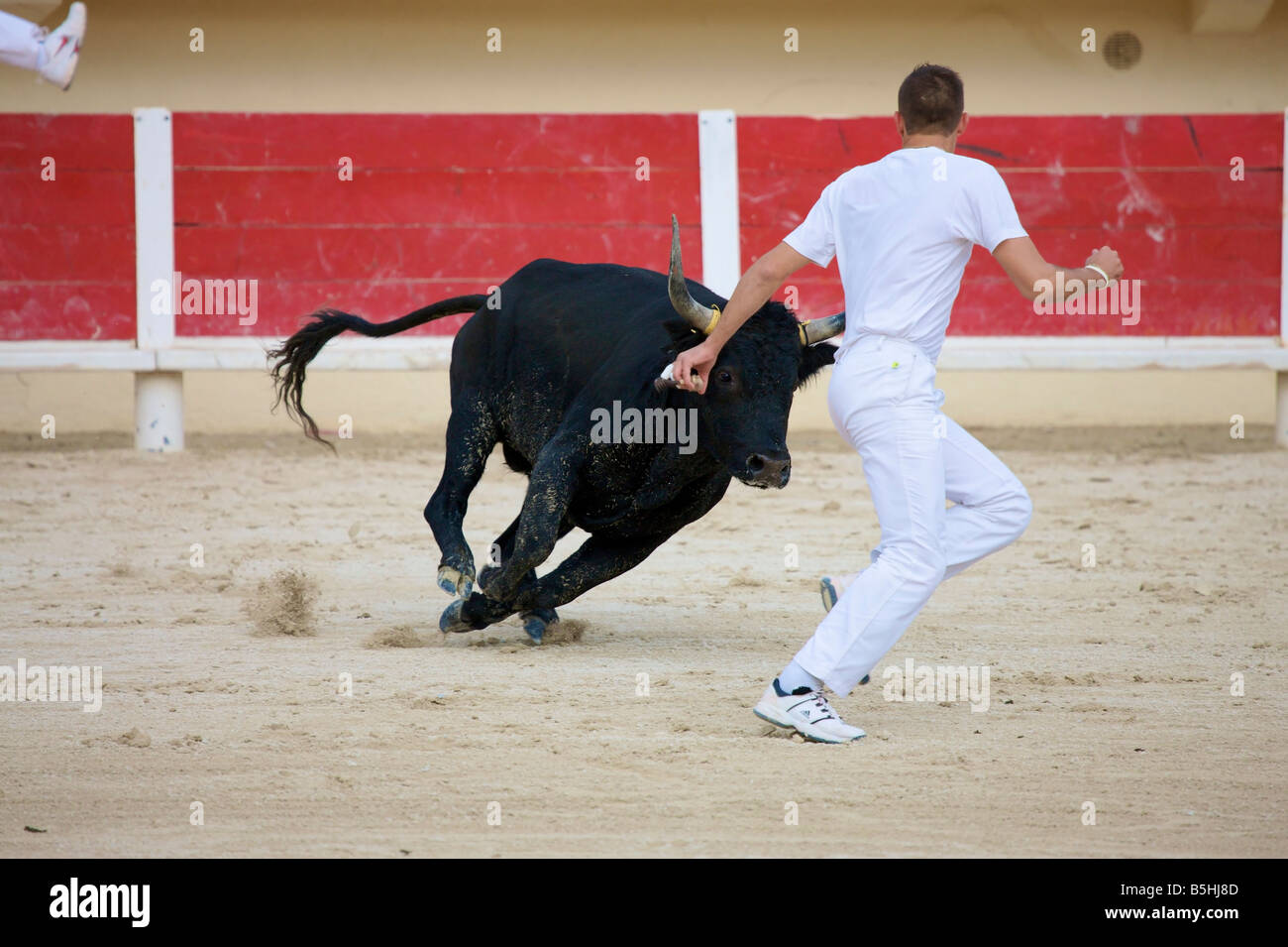 one single bull at a fight with matador in the arena of Saintes Maries ...