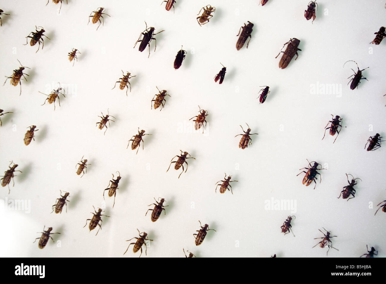 assorted bugs and insects Stock Photo - Alamy