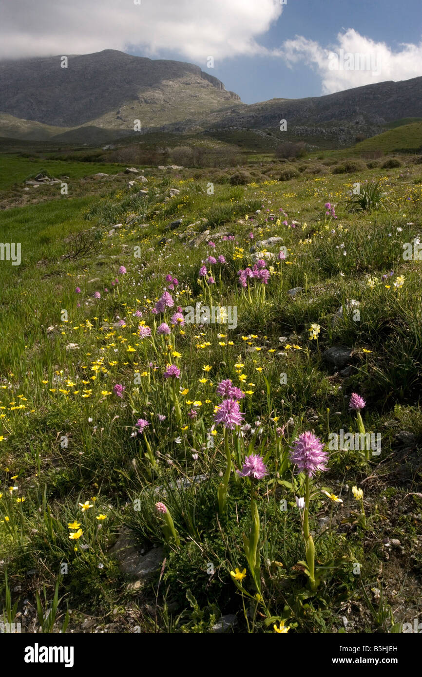 Wildflowers greece greek cretan hi-res stock photography and images - Alamy