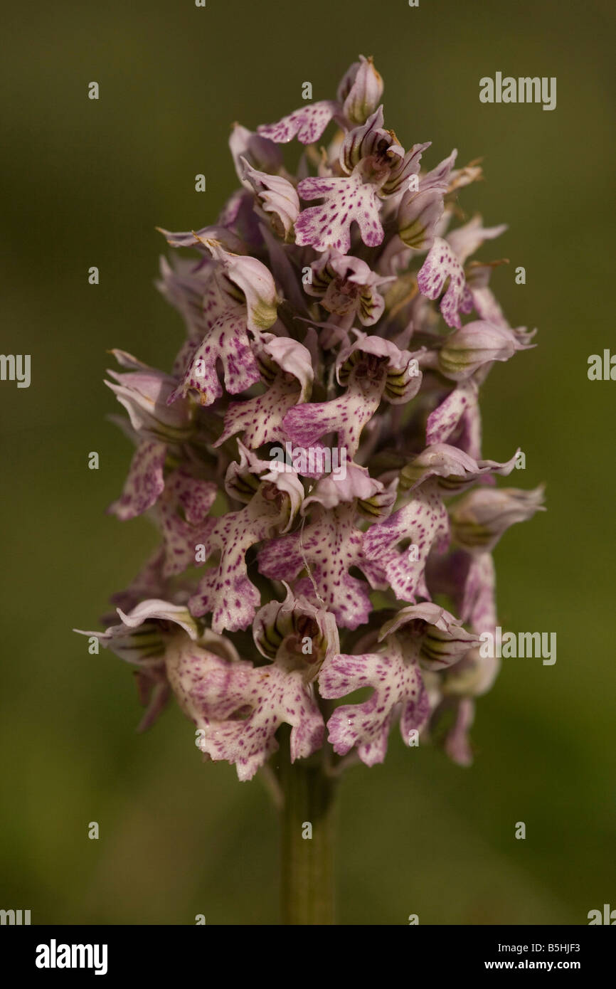Milky orchid Orchis lactea Crete Stock Photo - Alamy