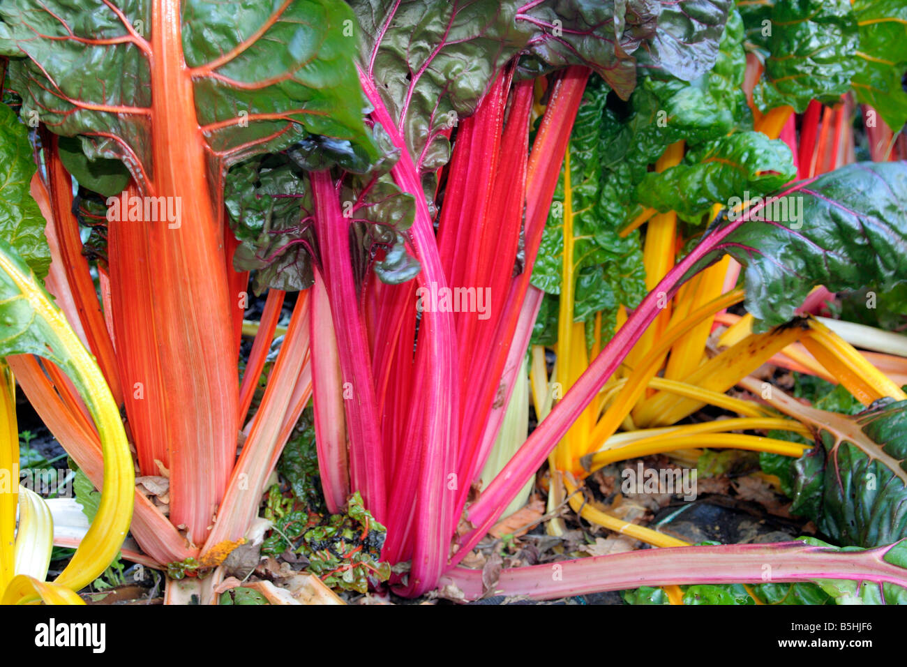 Swiss chard yellow chard bright lights hi-res stock photography and ...