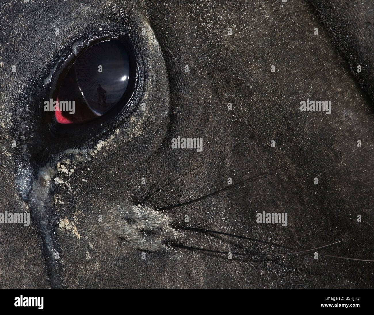 Southern Elephant Seal Eye Stock Photo - Alamy