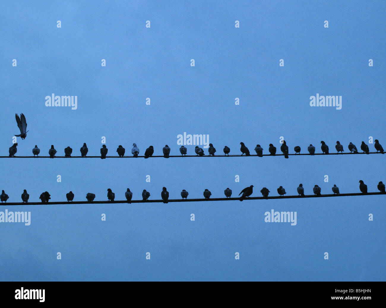 birds on wire resting blue sky Stock Photo - Alamy