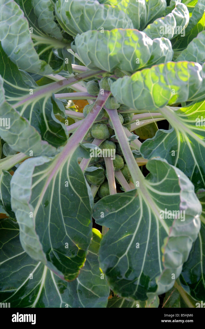 FIELD GROWN BRUSSELS SPROUTS HALBERTON DEVON NOVEMBER Stock Photo - Alamy