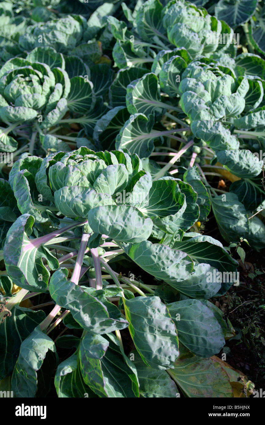 FIELD GROWN BRUSSELS SPROUTS HALBERTON DEVON NOVEMBER Stock Photo - Alamy