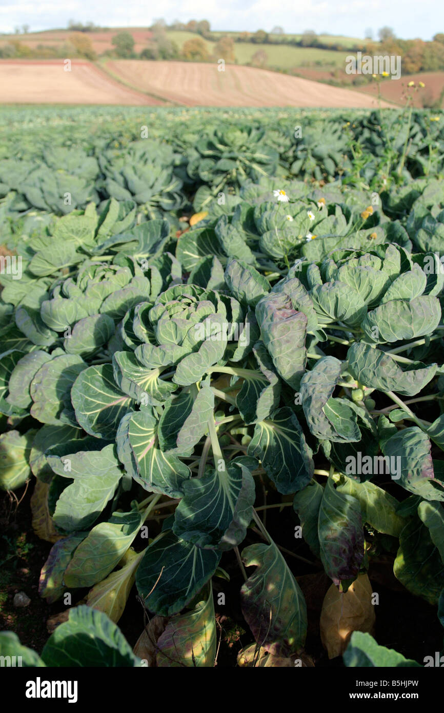 FIELD GROWN BRUSSELS SPROUTS HALBERTON DEVON NOVEMBER Stock Photo - Alamy