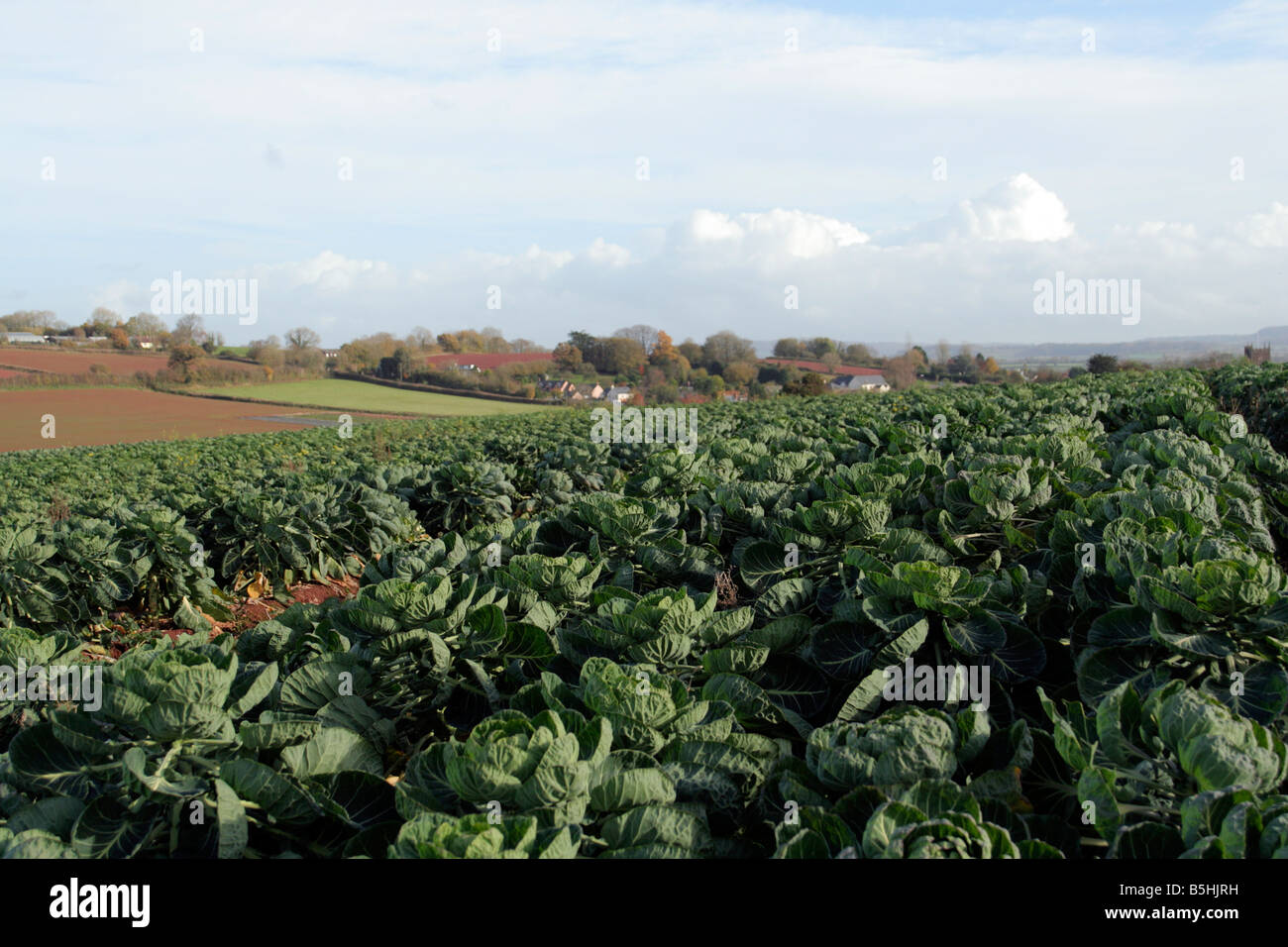 FIELD GROWN BRUSSELS SPROUTS HALBERTON DEVON NOVEMBER Stock Photo - Alamy