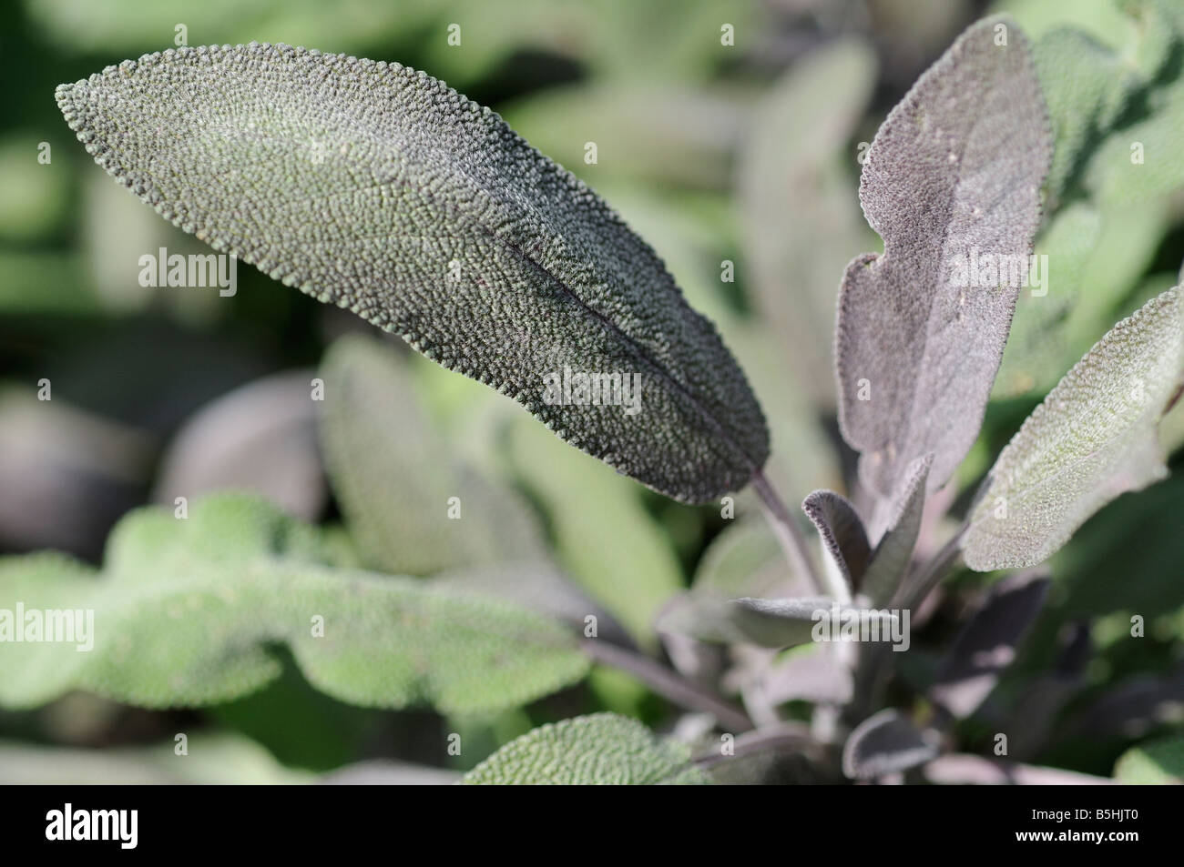 Sage newman hi-res stock photography and images - Alamy