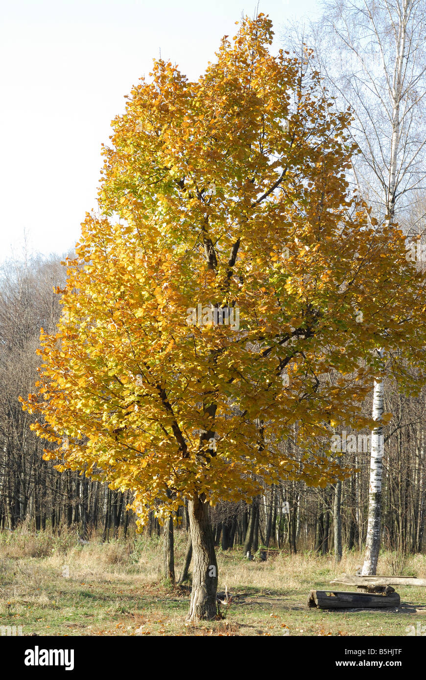 Fall tree trunks hi-res stock photography and images - Alamy