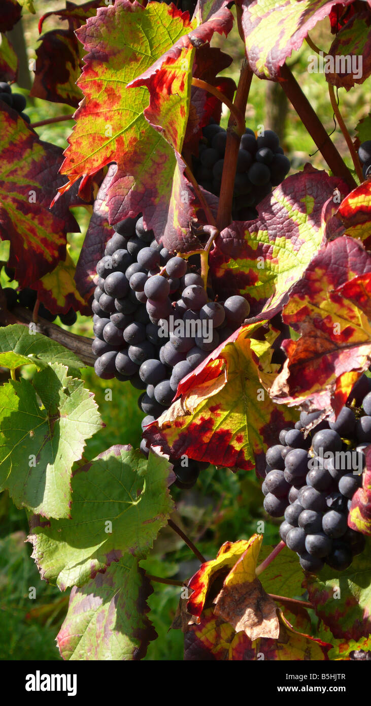 Red grape vines Stock Photo - Alamy