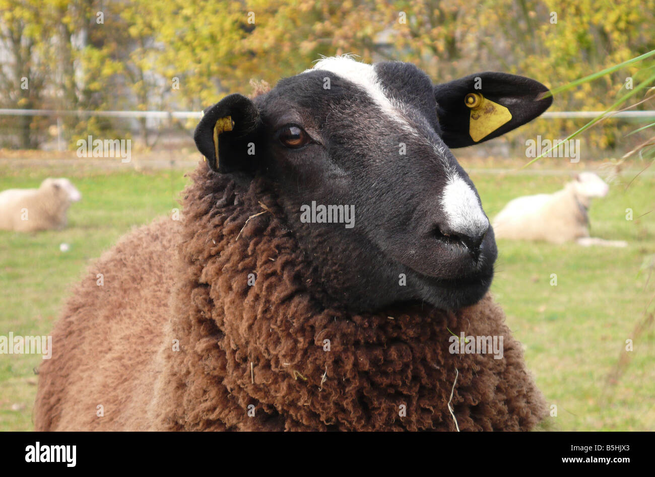 Sheep labeled hi-res stock photography and images - Alamy