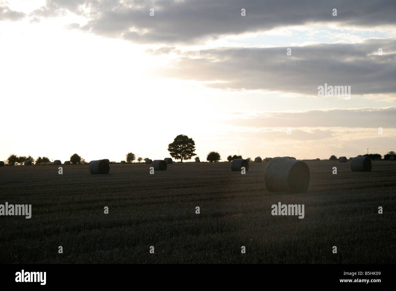 Sunrise over a field of hay bales Stock Photo - Alamy