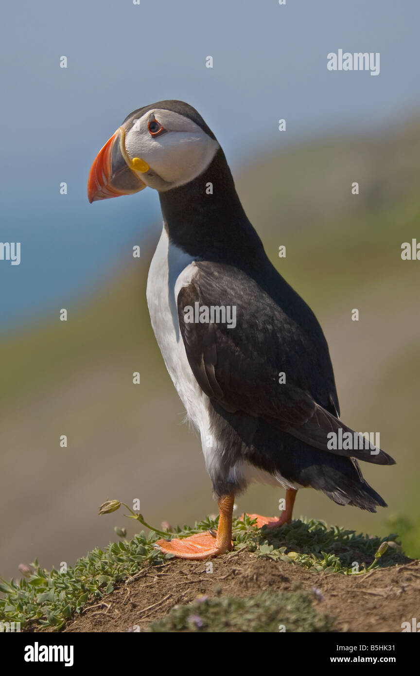 Skomer island wildlife hi-res stock photography and images - Alamy