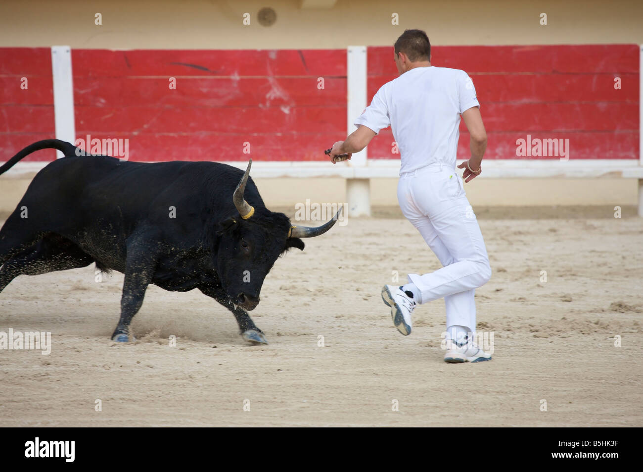 one single bull at a fight with matador in the arena of Saintes Maries ...
