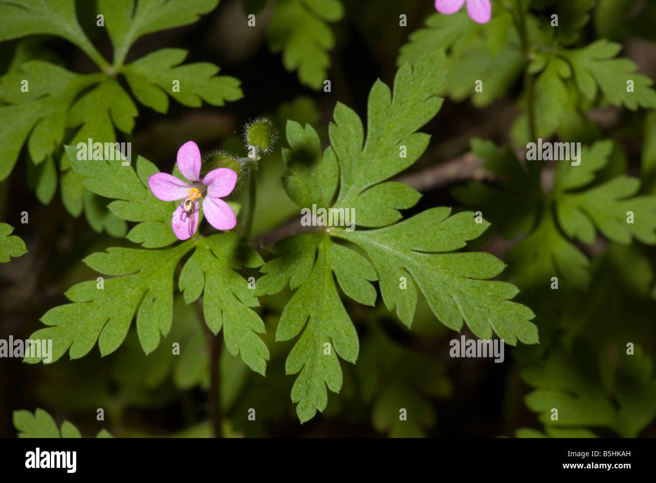 Little Robin Geranium purpureum rare in UK Stock Photo - Alamy