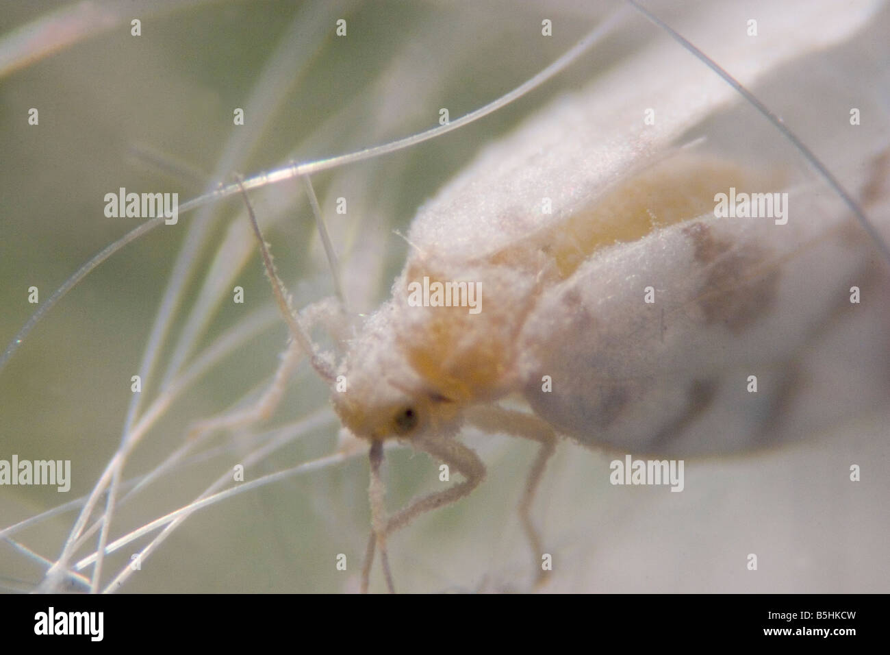Whitefly hi-res stock photography and images - Alamy