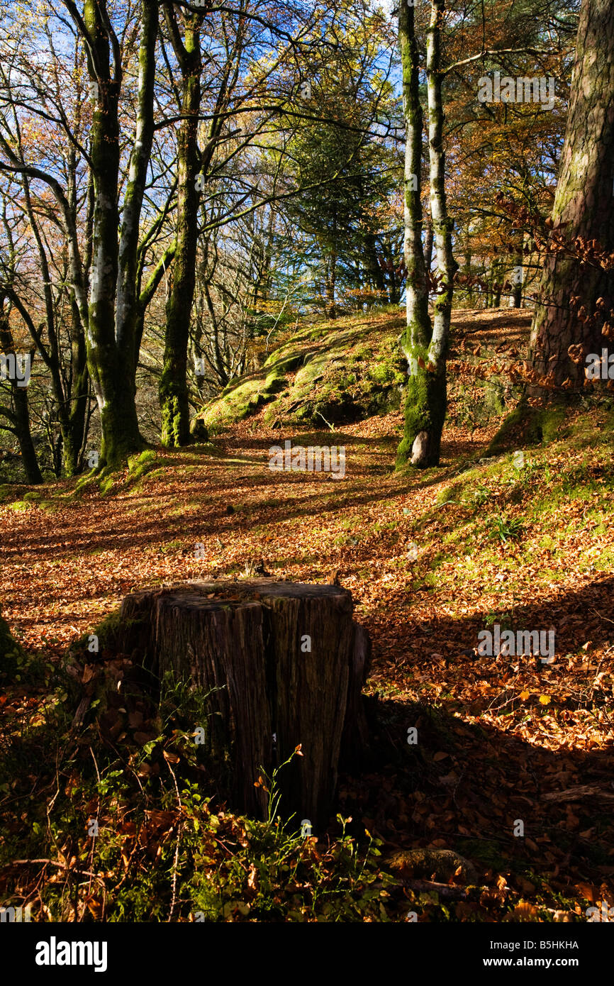 British native wood woodland forest hi-res stock photography and images ...