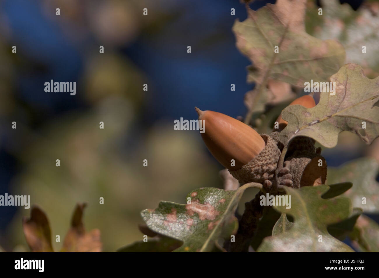 Valley Oak Acorn Stock Photo - Alamy