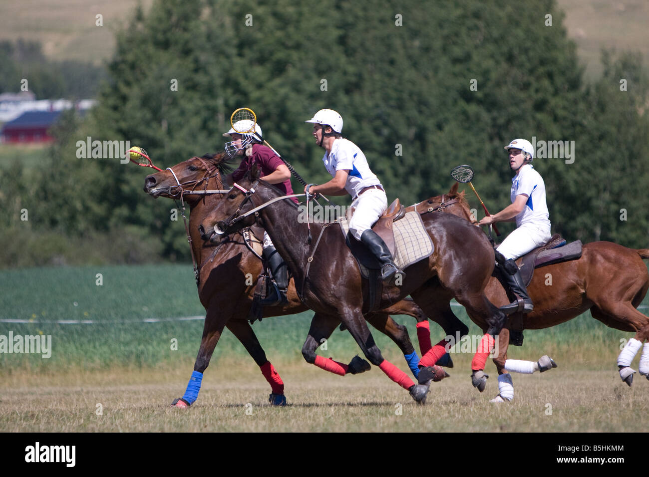 Polocrosse hi-res stock photography and images - Alamy