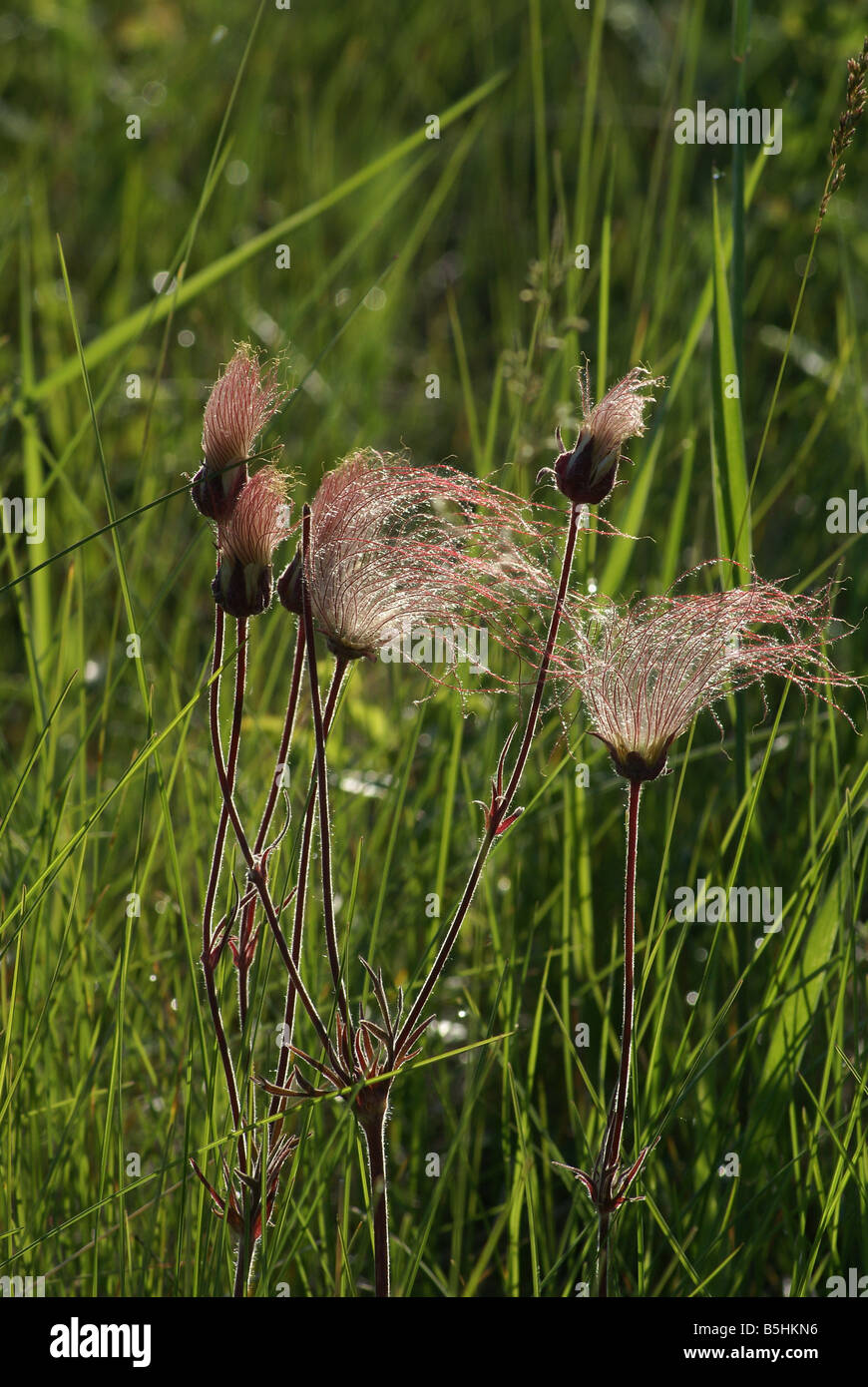 Prairie Smoke in bloom on the open grasslands of a wildlife refuge in ...
