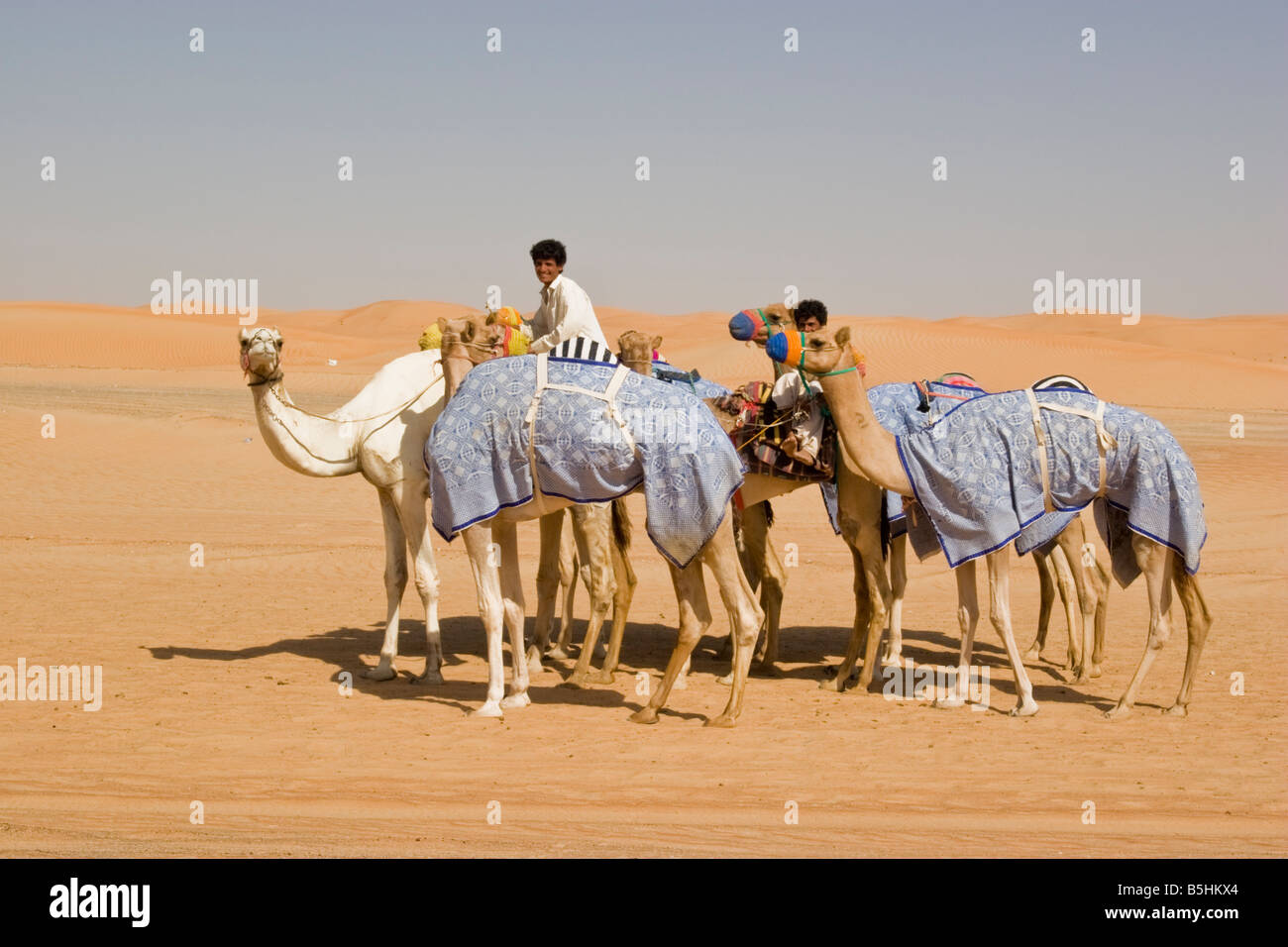 Camel racing abu dhabi hi-res stock photography and images - Alamy