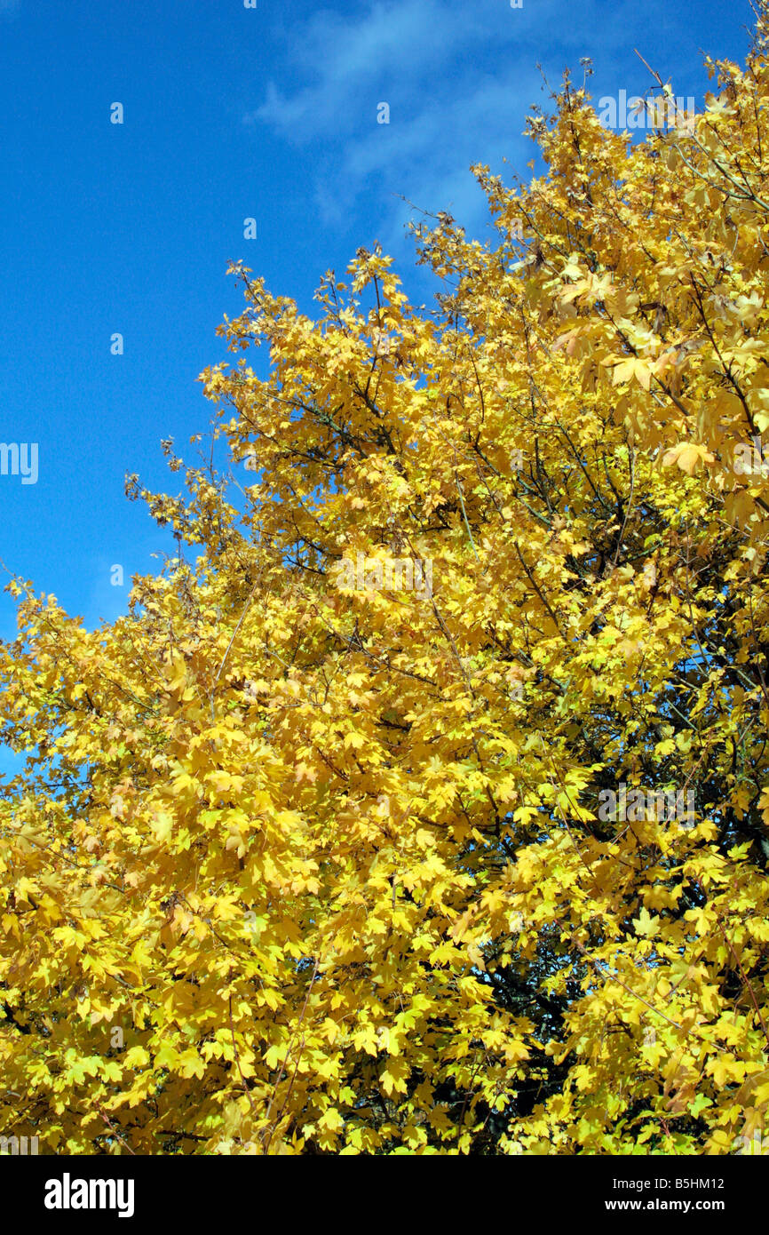 ACER CAMPESTRE FIELD MAPLE AUTUMN COLOUR Stock Photo - Alamy