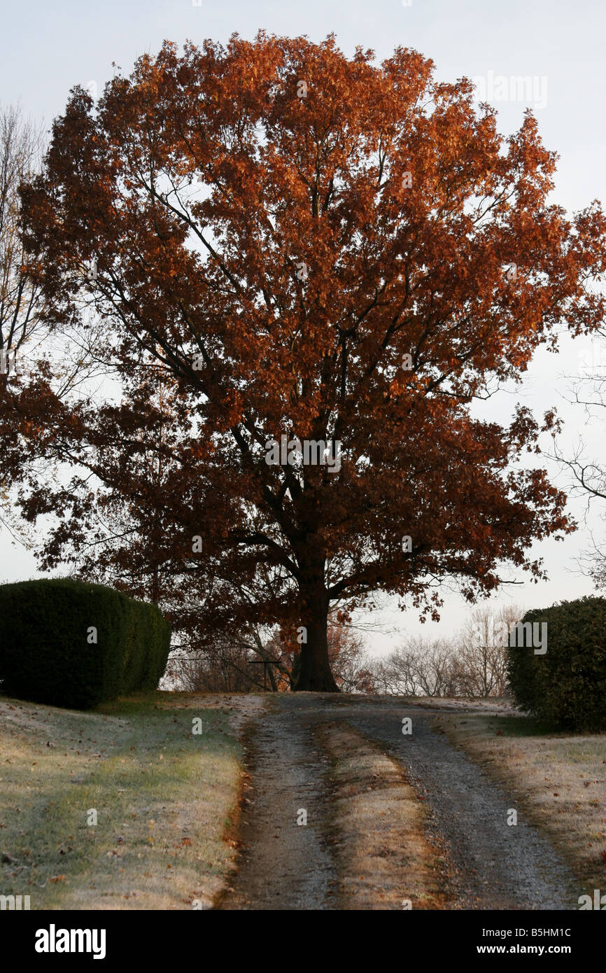 tree at fall Stock Photo - Alamy