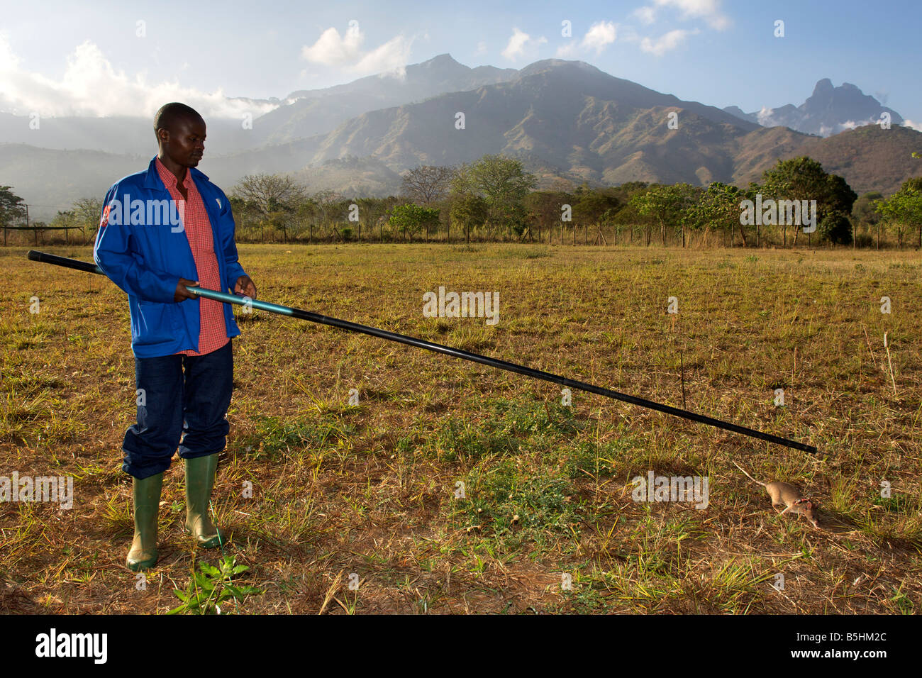 Tethered "hero rat" field training at the APOPO base in Tanzania Stock ...