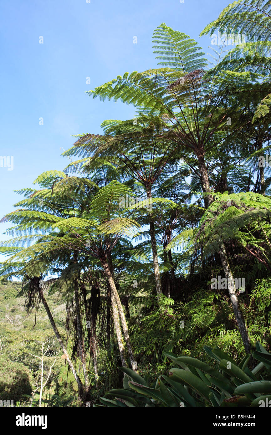 Big fern tree growing on the hillside of Cameron Highland in Malaysia ...